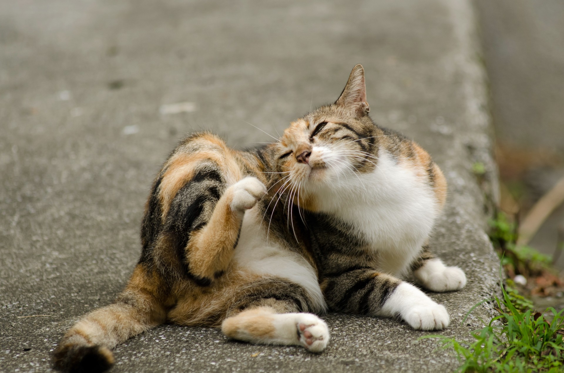 Fleas And Ticks On Cats Pet Insurance Review